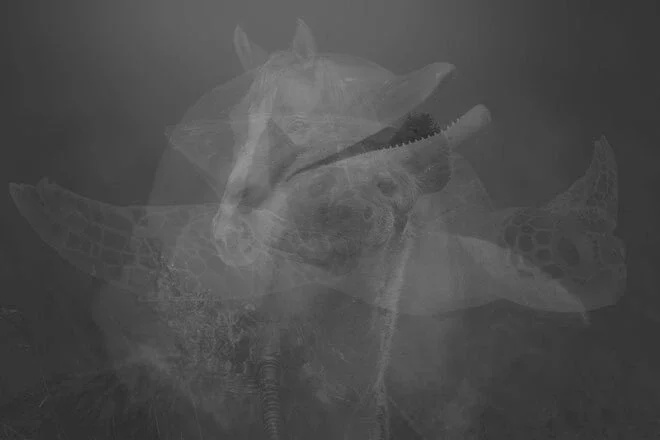 單身快看！一張圖測出你的真命天子在哪裡？看出這「動物」的就離你不遠了！